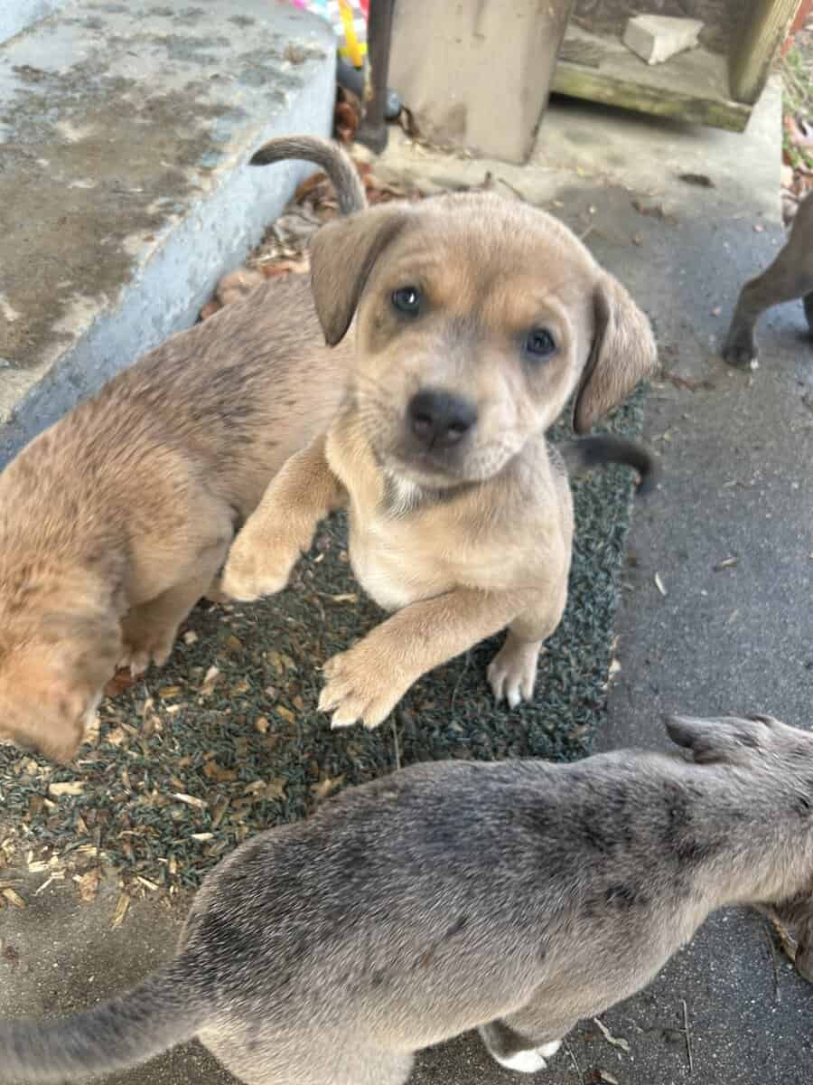 Free puppies | PetClassifieds.com
