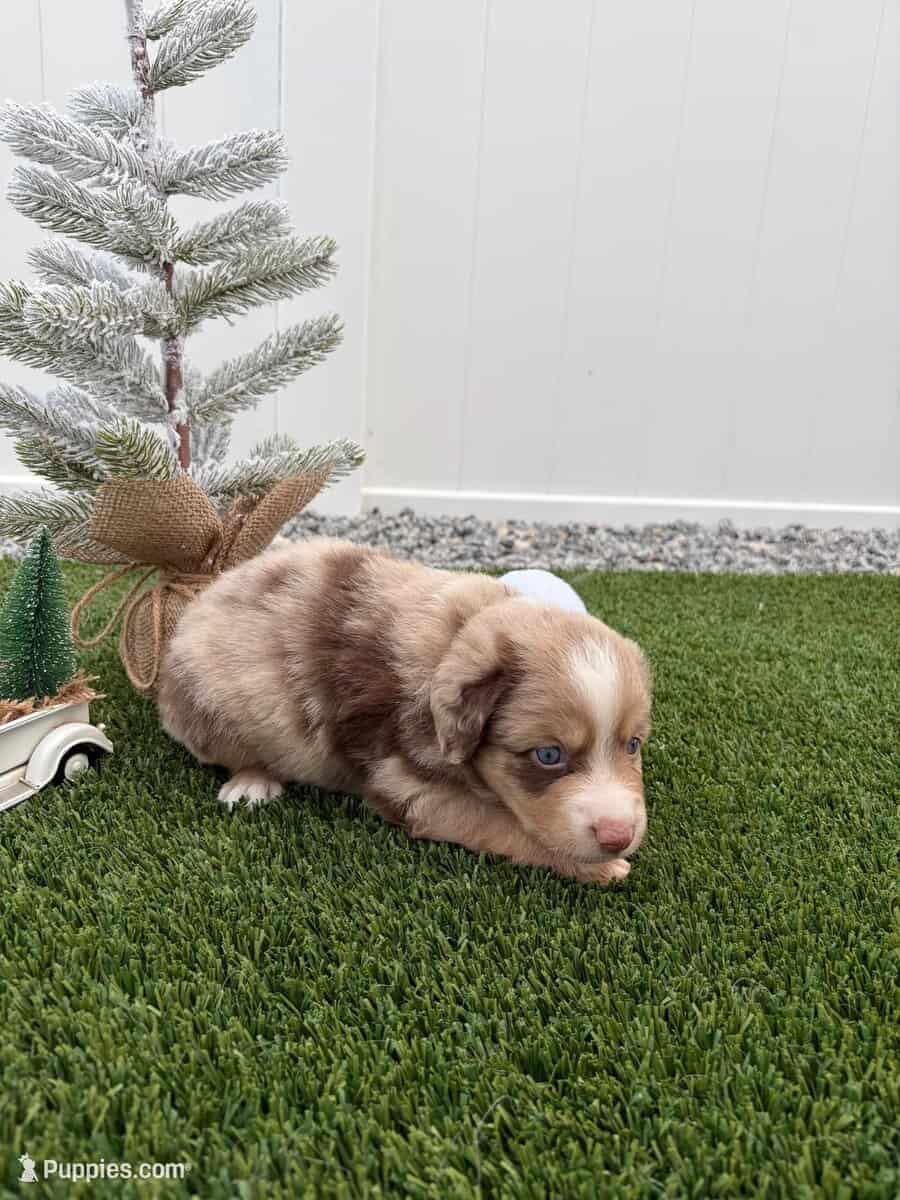Red Merle - Mini Australian Shepard | PetClassifieds.com