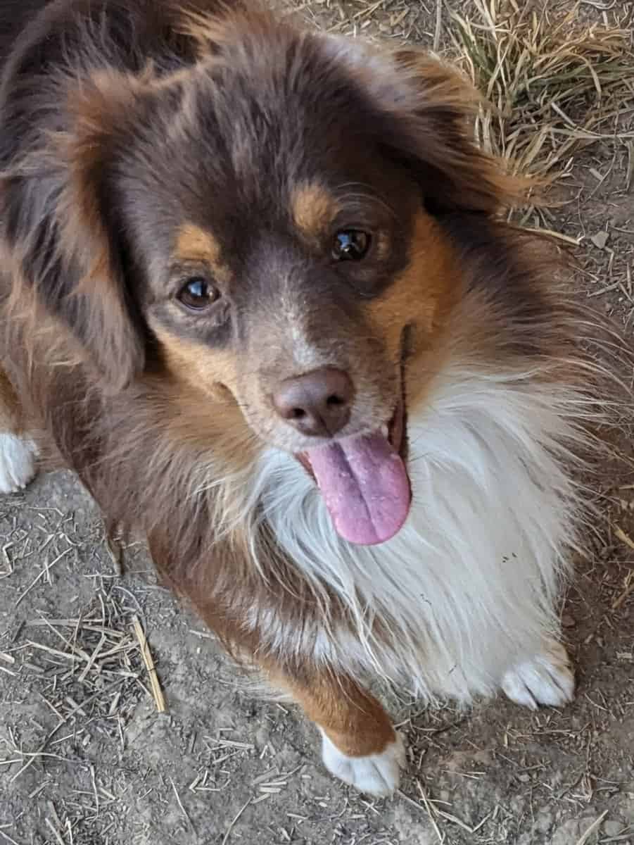 TOY AUSTRALIAN SHEPHERD - DUNDEE | PetClassifieds.com