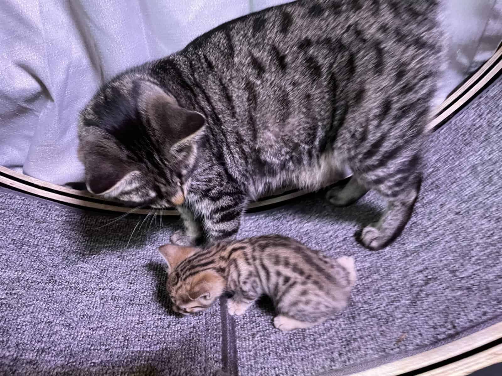 Bengal Pixie-Bob Kittens (Pixals) | PetClassifieds.com