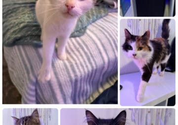 Kittens & Cats for Sale & Adoption in Minnesota | PetClassifieds