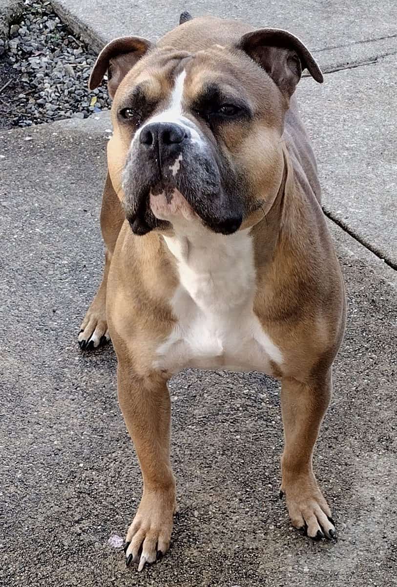 Female American bully | PetClassifieds.com