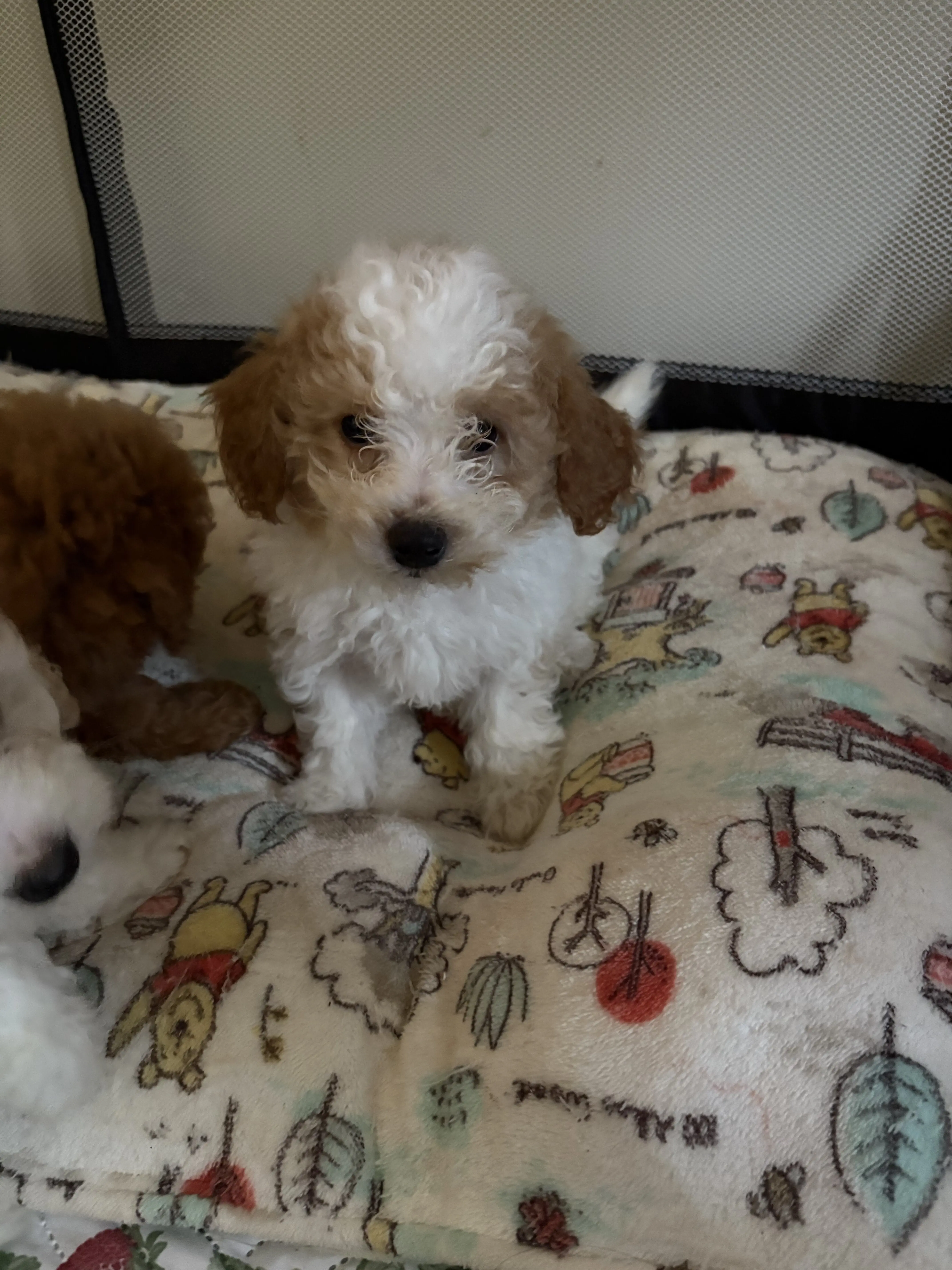 Toy poodle | PetClassifieds.com - petclassifieds