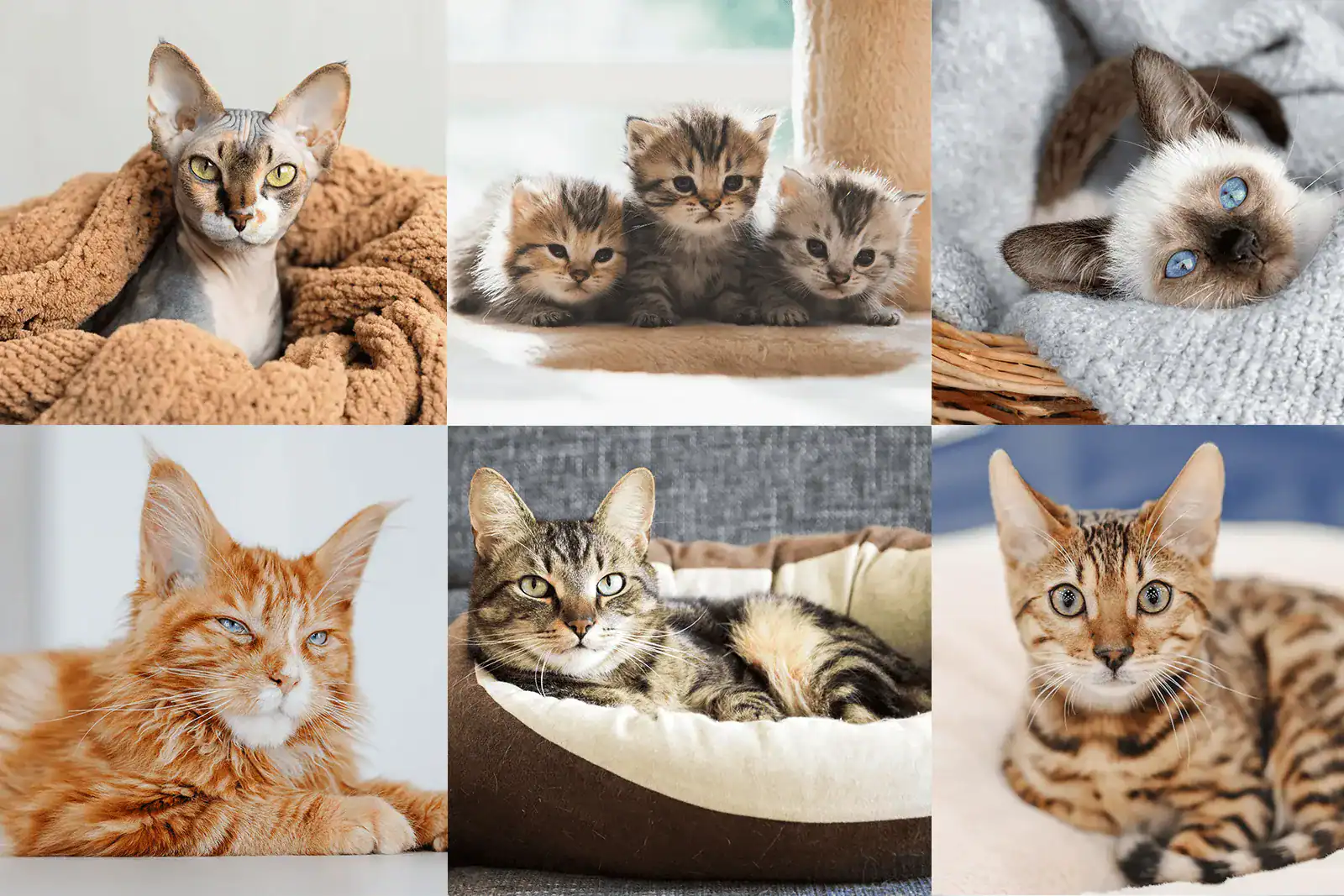 Cats & Kittens for Sale: Browse All Breeds Locally | PetClassifieds.com